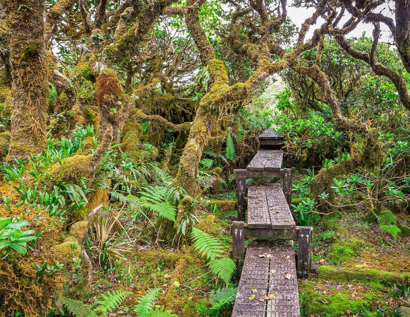 Pu‘u Kukui Watershed Preserve | Protecting the West Maui Watershed
