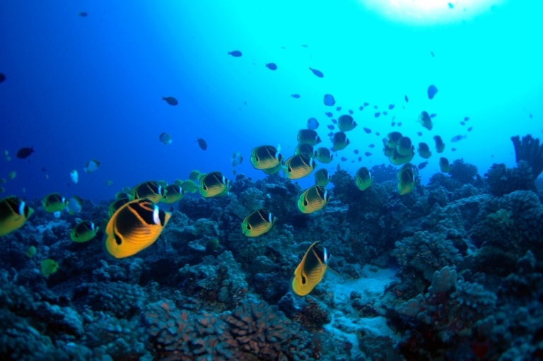 Molokini Crater Snorkeling | Kayak & Canoe to Molokini