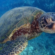 Hawaiian Green Sea Turtle Tours | Swim and Snorkel with Sea Turtles