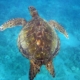 Sea Turtle Tours | Hawaiian Paddle Sports in Maui