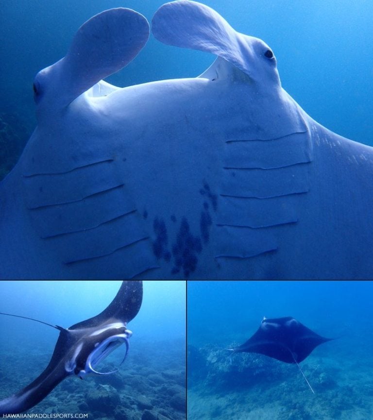 Manta Ray Project | Malama Maui | Hawaiian Paddle Sports