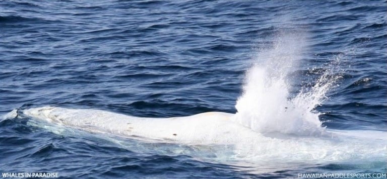 Migaloo Spotted In Hawaii? | Famous White Humpback Whale