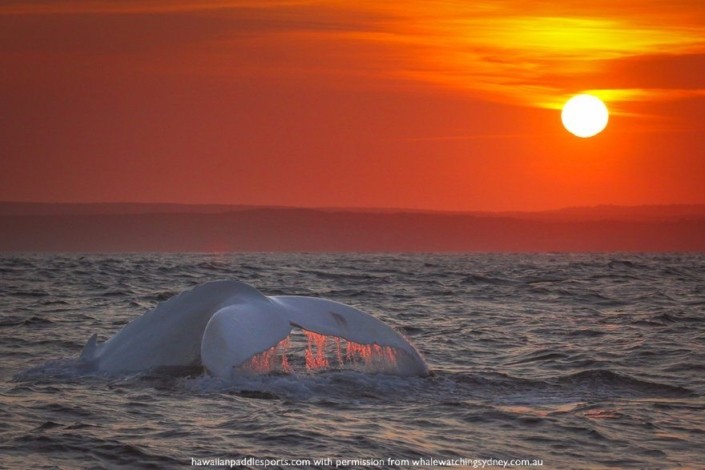 Migaloo Spotted In Hawaii? | Famous White Humpback Whale