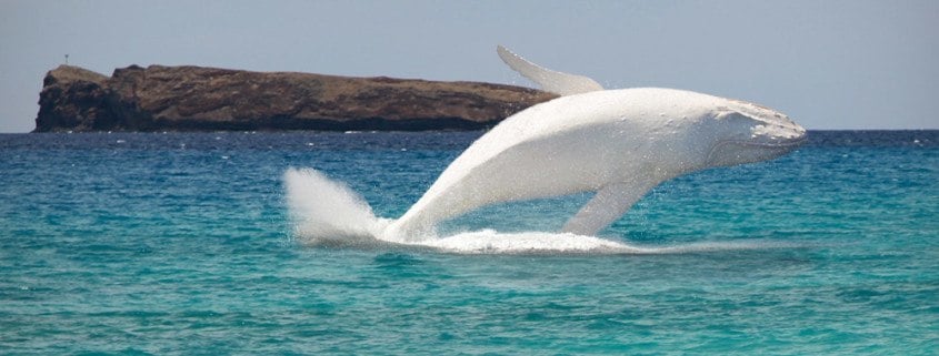 Migaloo Spotted In Hawaii? | Famous White Humpback Whale