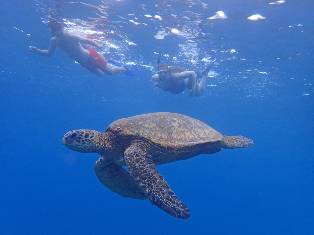 Hawaiian Green Sea Turtle Tours | Swim and Snorkel with Sea Turtles